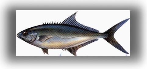 Akya Balığı Nedir Özellikleri - Balık Çeşitleri | Hicret.org