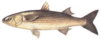 Kefal Balığı Nedir Özellikleri - Balık Çeşitleri | Hicret.org