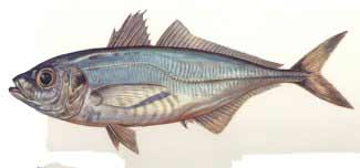 İstavrit Balığı Nedir Özellikleri - Balık Çeşitleri | Hicret.org