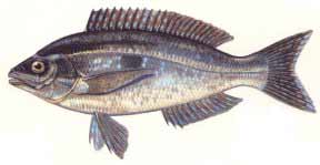 İzmarit Balığı Nedir Özellikleri - Balık Çeşitleri | Hicret.org